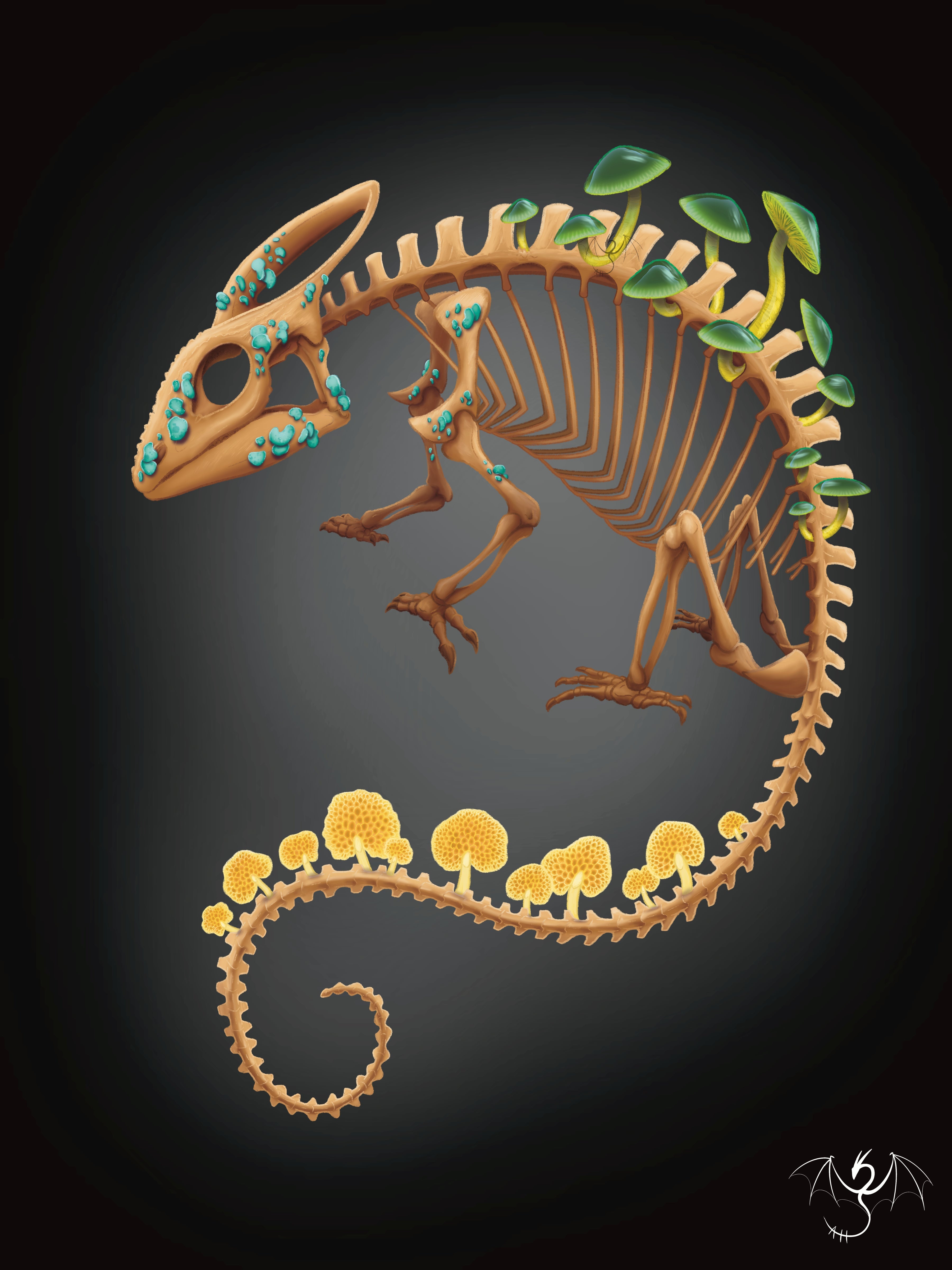 Fungal Chameleon Skeleton – Two Twisted Dragons